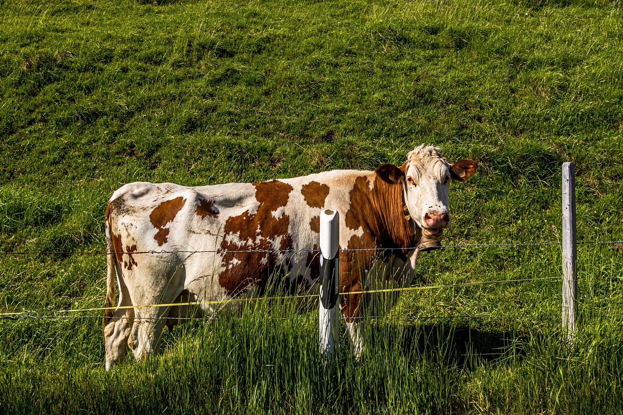 Sapi Swiss Daging - Foto gratis di Pixabay