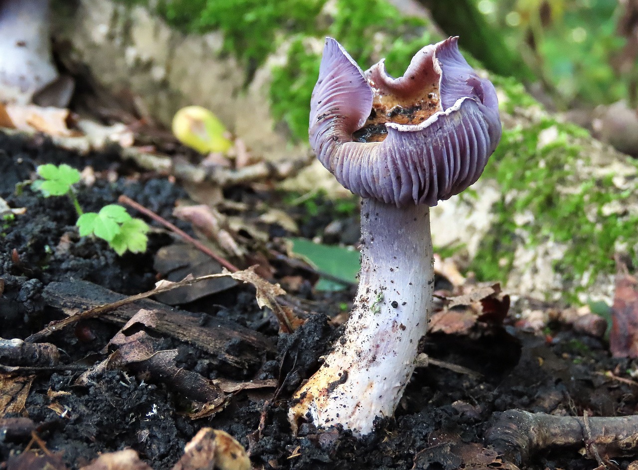 Fungos Natureza Floresta - Foto gratuita no Pixabay - Pixabay