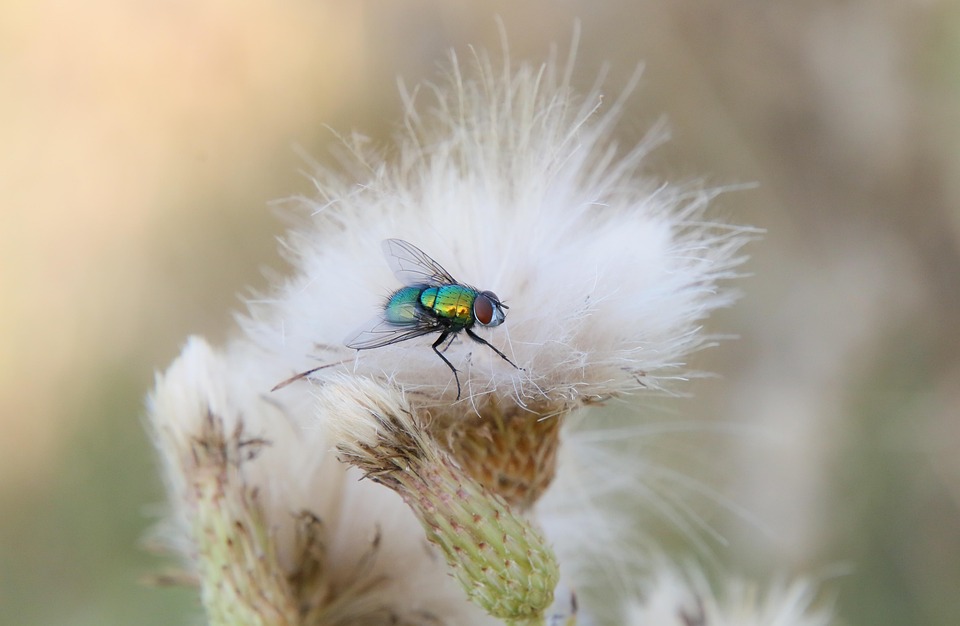 Fly Green Flower - Free photo on Pixabay