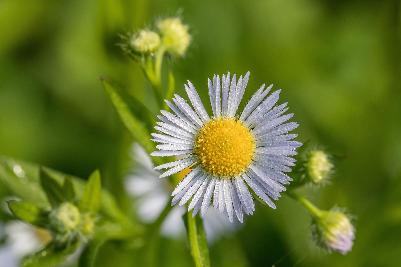 Morning Dew Flower Yellow - Free photo on Pixabay - Pixabay