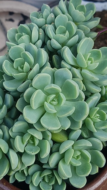 Fleshy Succulents Gardening - Free photo on Pixabay - Pixabay