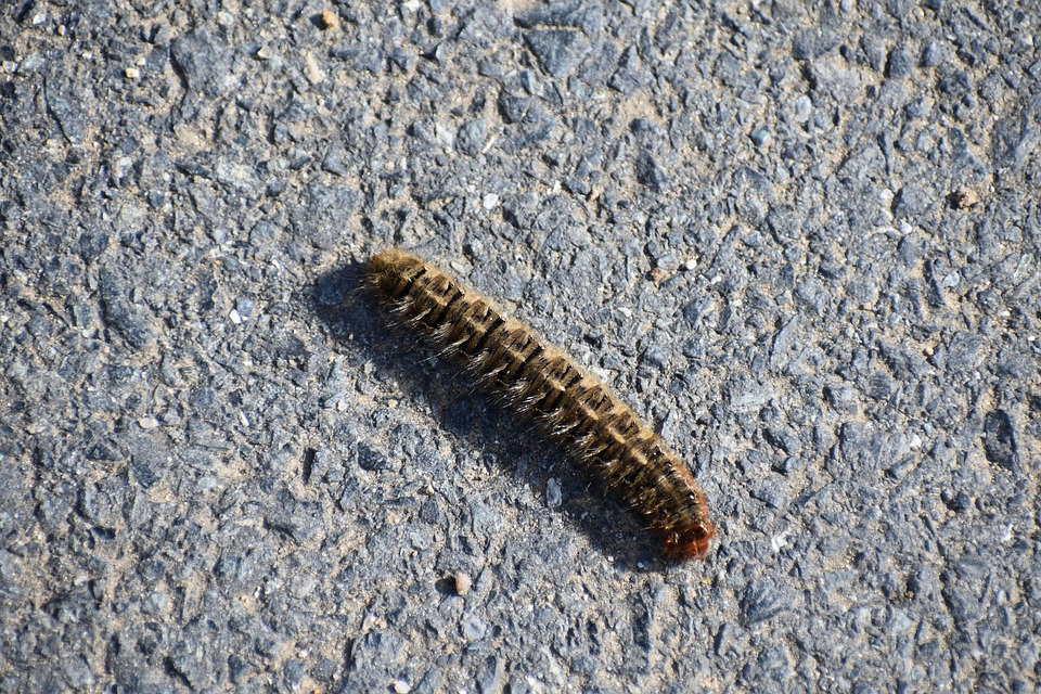 Chenille Insecte Larve La - Photo gratuite sur Pixabay