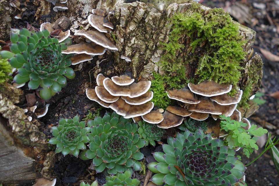Tree Fungi Stump Trunk - Free photo on Pixabay - Pixabay