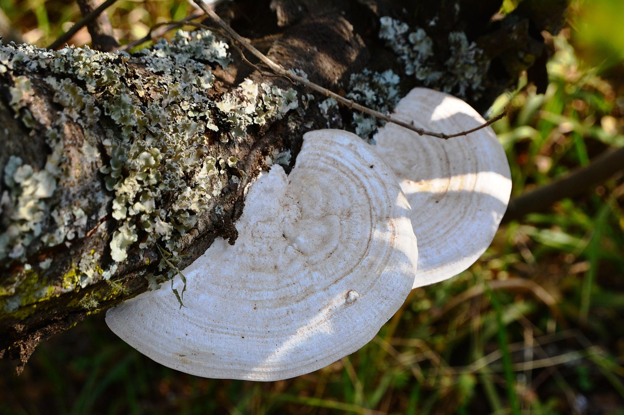 Polypore Bracket Species Free Photo On Pixabay Polypore Bracket Species Free Photo On Pixabay