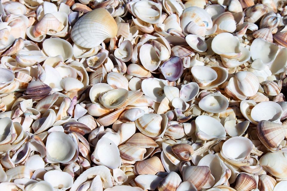 Venezuela Fruits De Mer Plage - Photo gratuite sur Pixabay - Pixabay