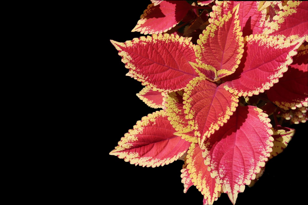 Coleus Annual Plants Foliage - Free photo on Pixabay - Pixabay
