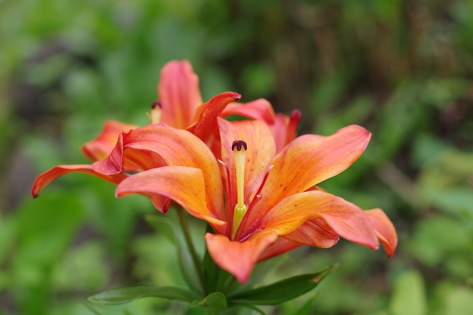La Nature Fleur Lis - Photo gratuite sur Pixabay - Pixabay