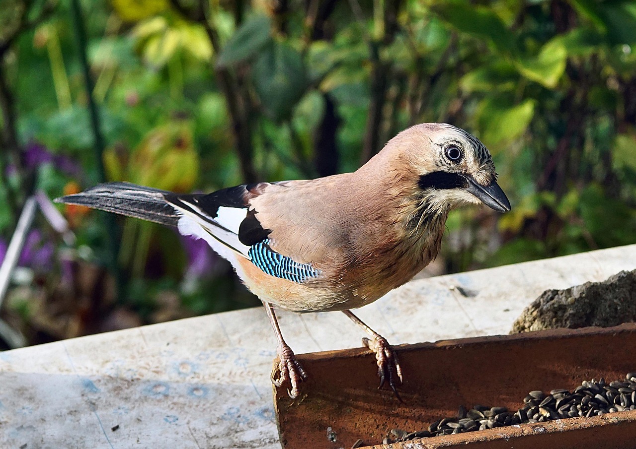 La Nature Faune Des Oiseaux - Photo gratuite sur Pixabay - Pixabay