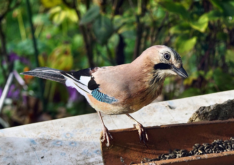 La Nature Faune Des Oiseaux - Photo gratuite sur Pixabay - Pixabay