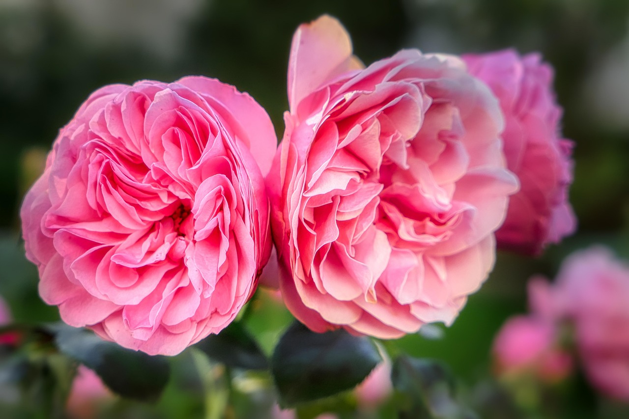 Rose Blüte Blume - Kostenloses Foto auf Pixabay - Pixabay