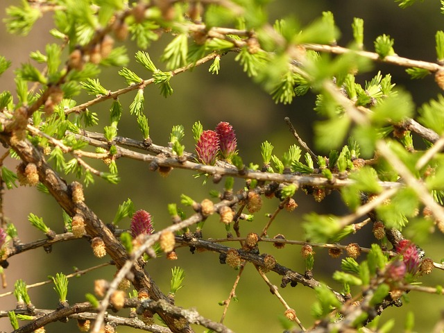 Larch Bumps Spring - Free photo on Pixabay - Pixabay