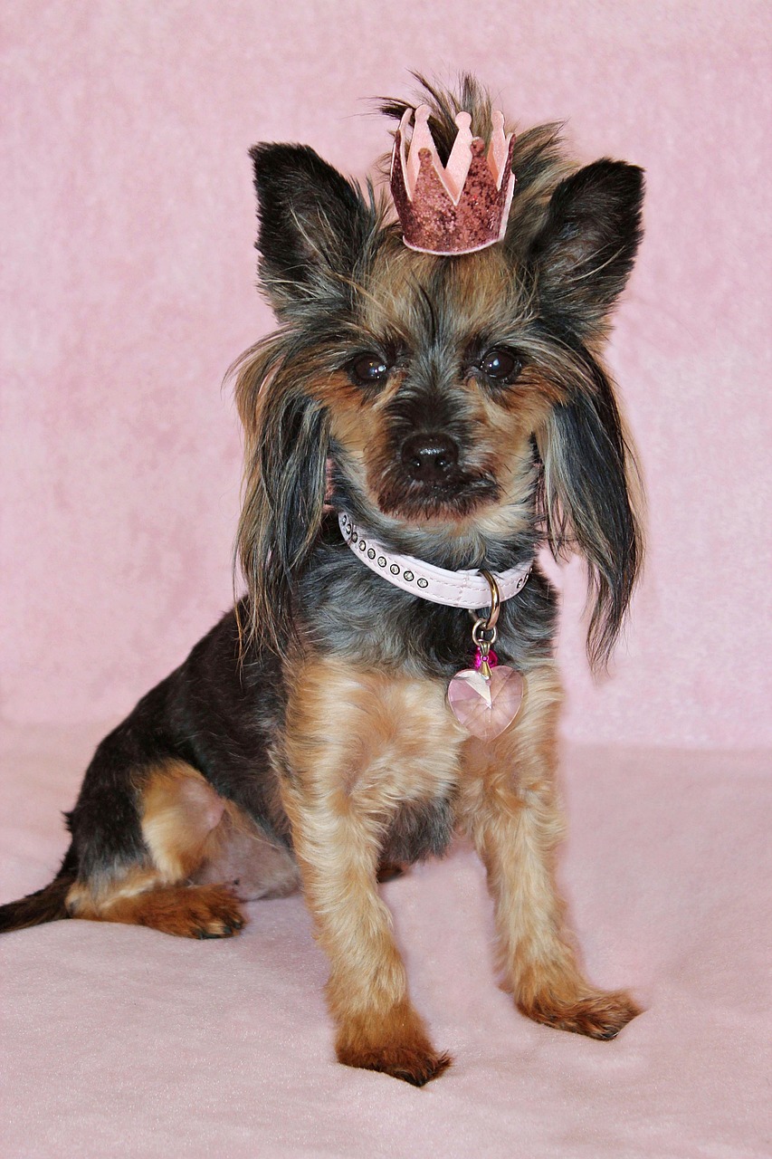 Yorkie Princess Dog - Free photo on Pixabay - Pixabay