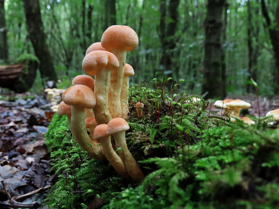 Fungi Forrest Nature - Free photo on Pixabay - Pixabay