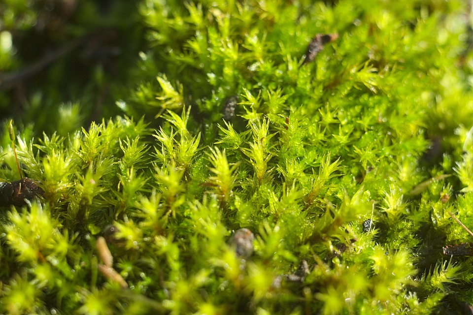 Plante Mousse La Nature - Photo gratuite sur Pixabay - Pixabay
