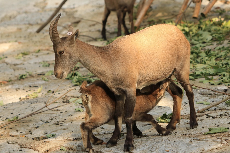 Capricorn Animals Mammals - Free photo on Pixabay