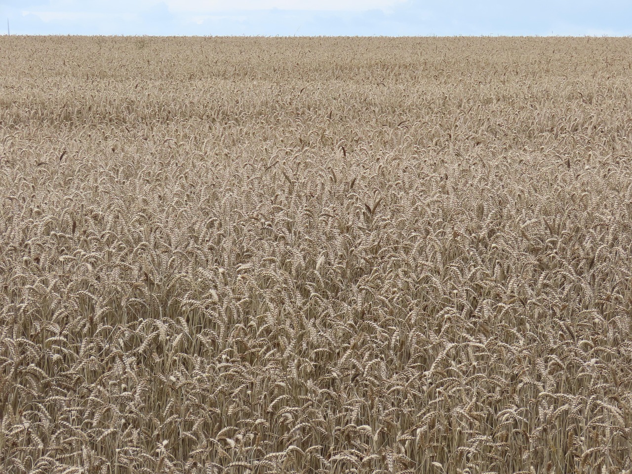 Trigo Trigo-Campo El Verano - Foto gratis en Pixabay - Pixabay Trigo Trigo-Campo El Verano - Foto gratis en Pixabay - Pixabay
