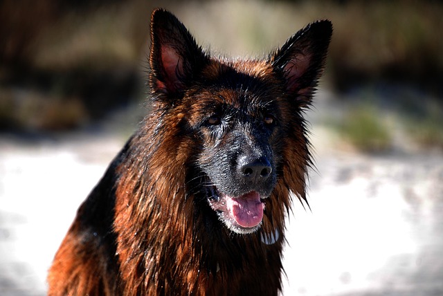 Shepherd Dog Domestic Animal - Free photo on Pixabay - Pixabay
