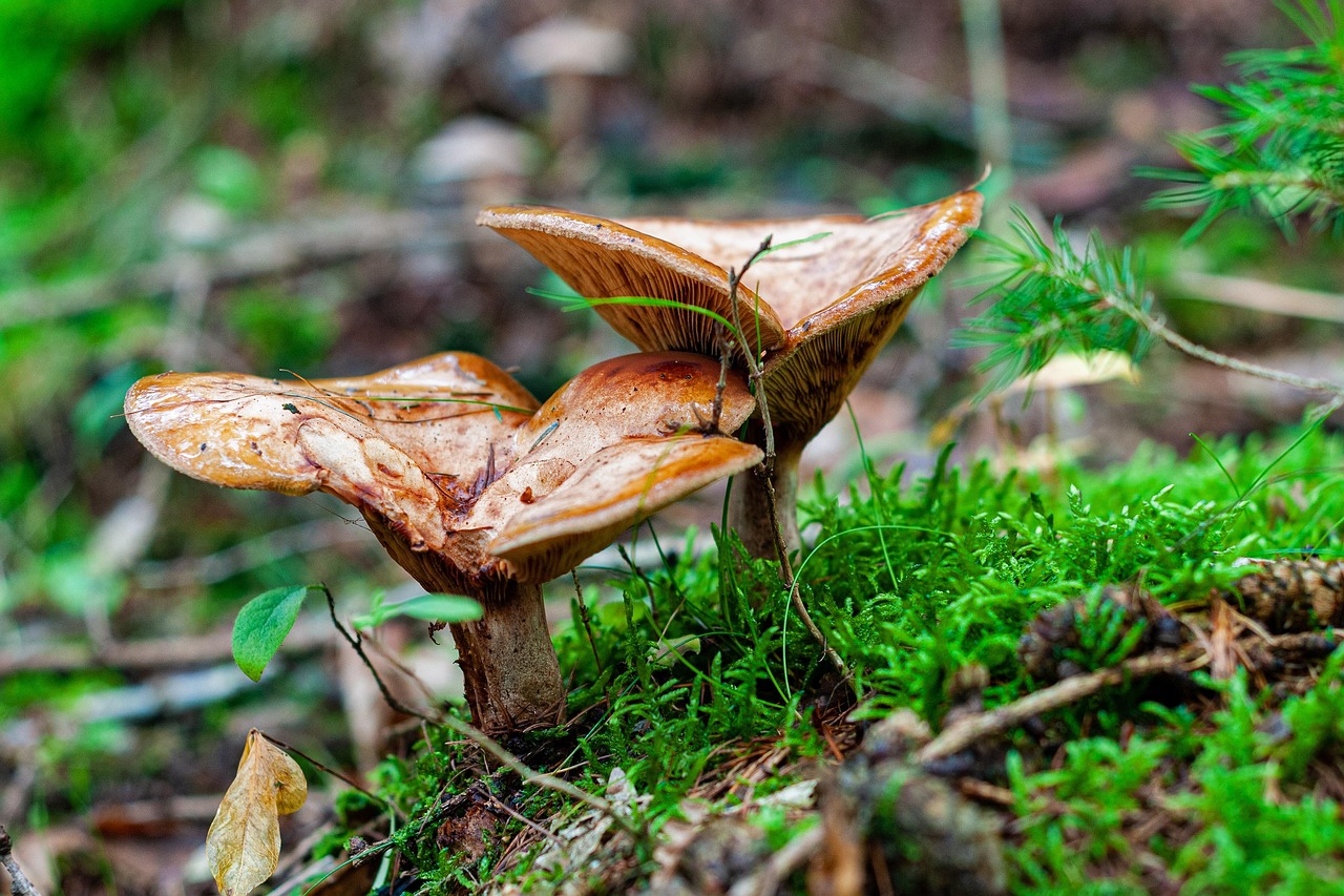Mushroom Fall Forest - Free photo on Pixabay