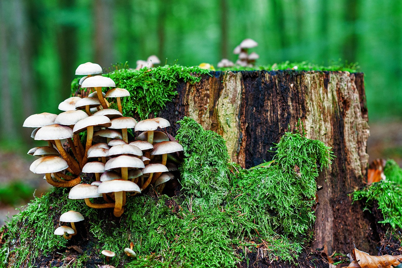 Mushroom Fall Forest - Free photo on Pixabay - Pixabay
