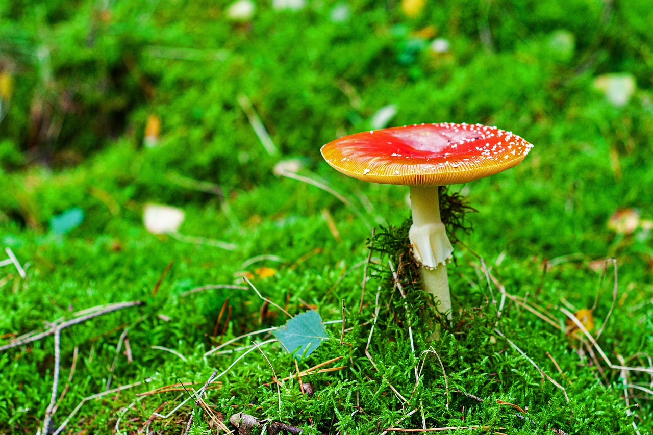 Mushroom Fall Forest - Free photo on Pixabay