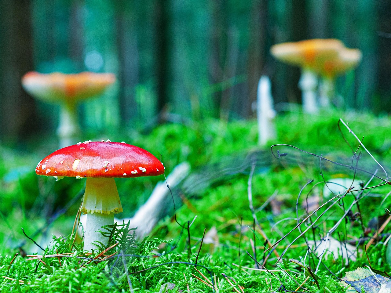 Mushroom Fall Forest - Free photo on Pixabay - Pixabay
