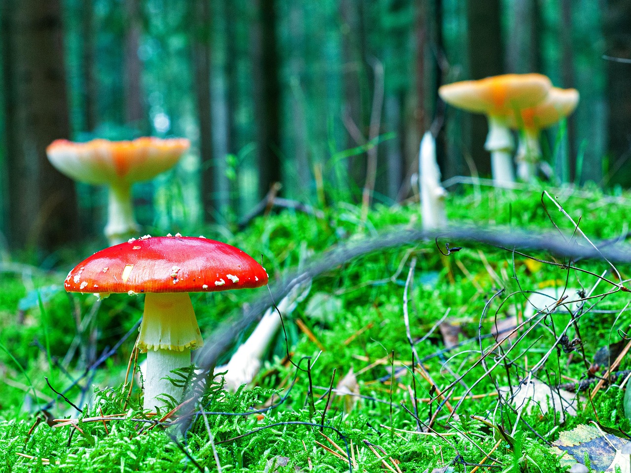 Champignon Tombe Forêt La - Photo gratuite sur Pixabay - Pixabay