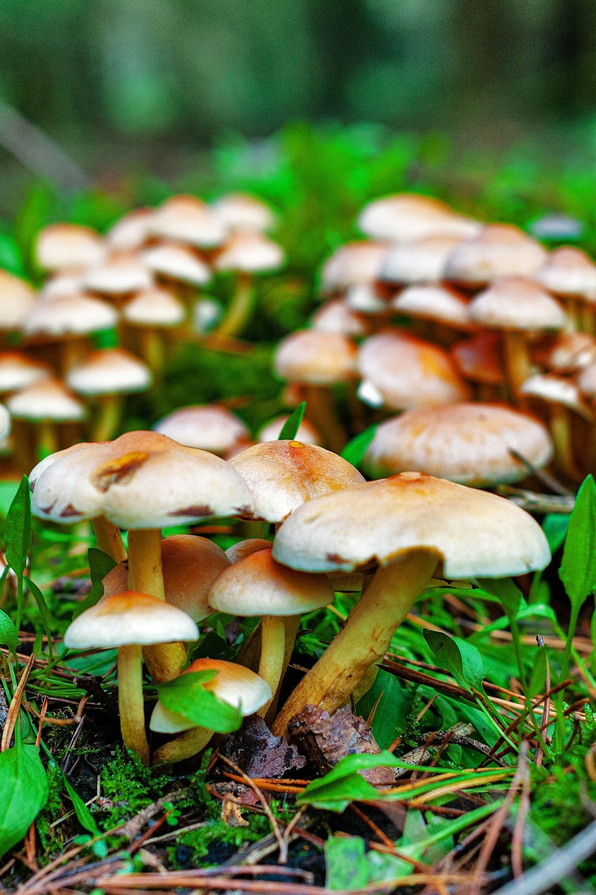 Mushroom Fall Forest - Free photo on Pixabay - Pixabay
