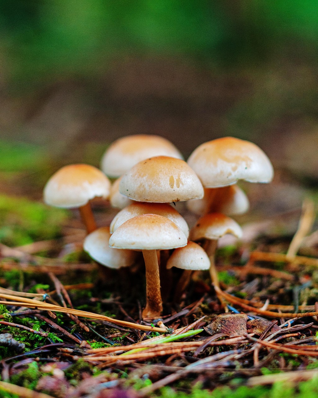 Mushroom Fall Forest - Free photo on Pixabay