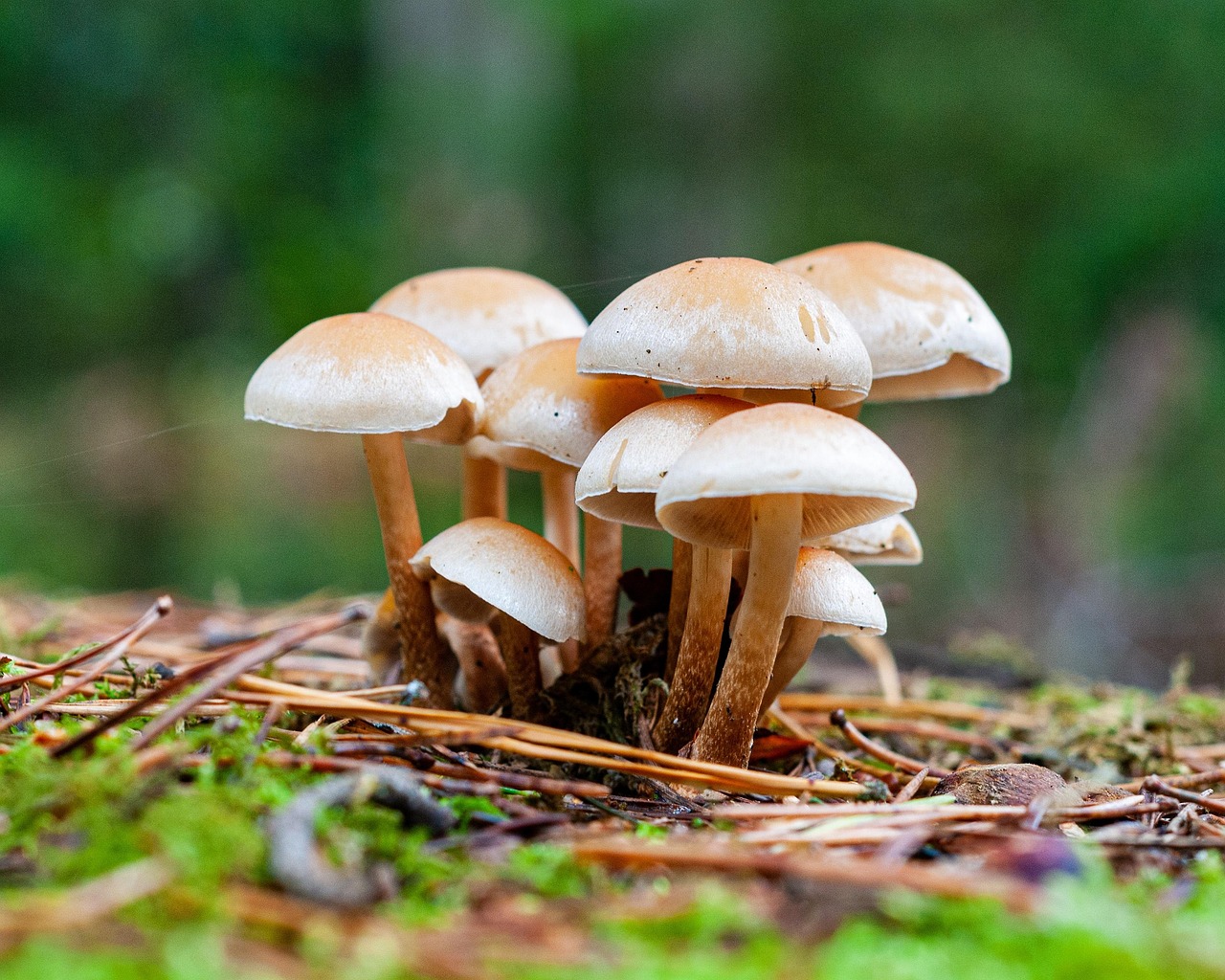 Cogumelo Cair Floresta - Foto gratuita no Pixabay - Pixabay