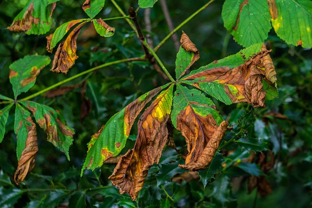 Folhas Plantar Natureza - Foto gratuita no Pixabay - Pixabay