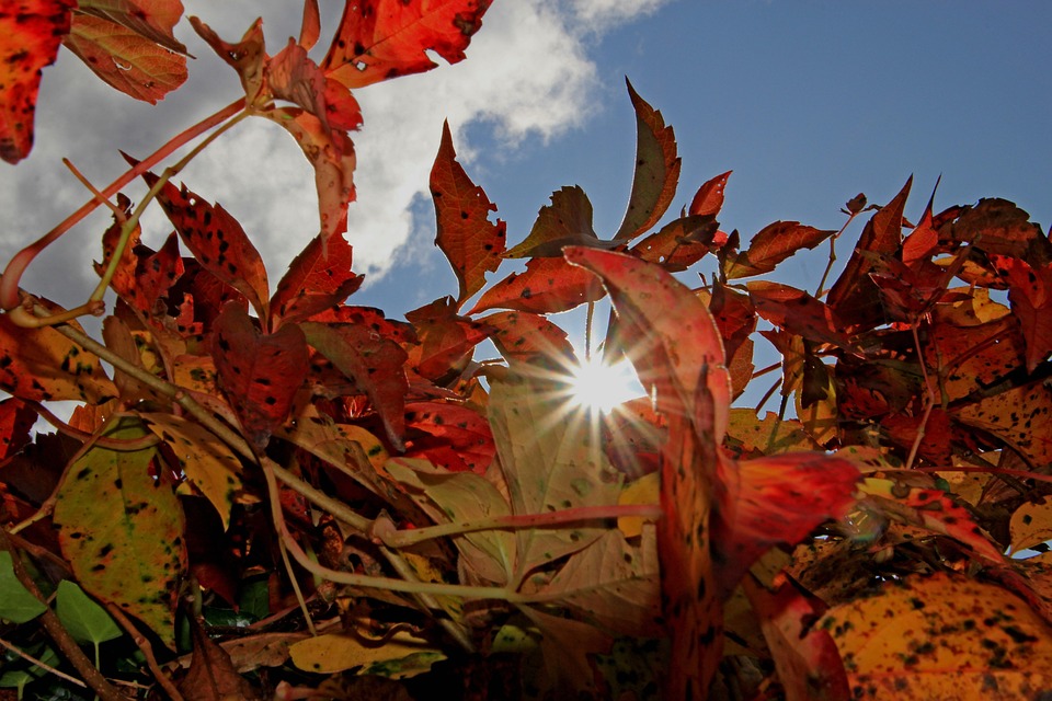 Fall Sun Autumn - Free photo on Pixabay - Pixabay