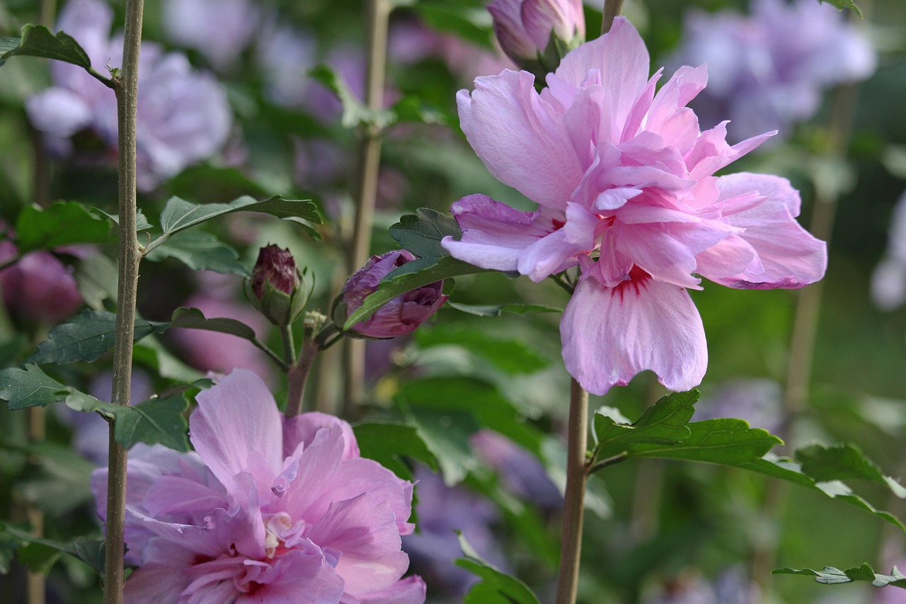Hibiscus Bush Summer - Free photo on Pixabay