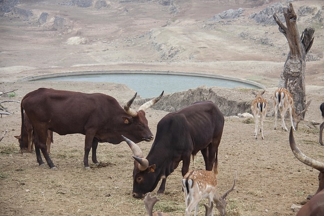 Toro Animal Livestock - Free photo on Pixabay