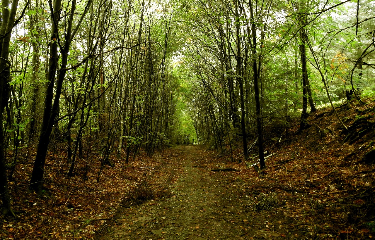 Northern Black Forest Path - Free photo on Pixabay - Pixabay