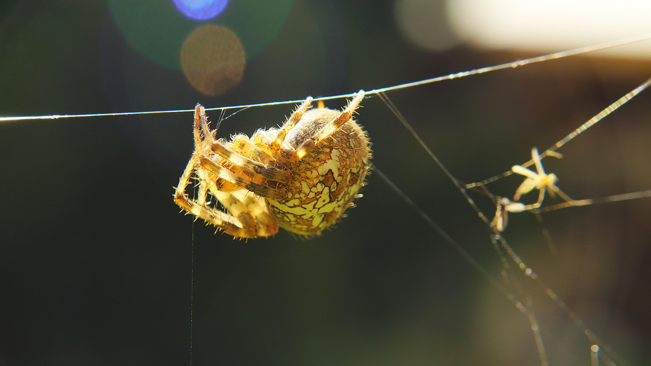 Inseto Teia De Aranha Macro - Foto gratuita no Pixabay - Pixabay