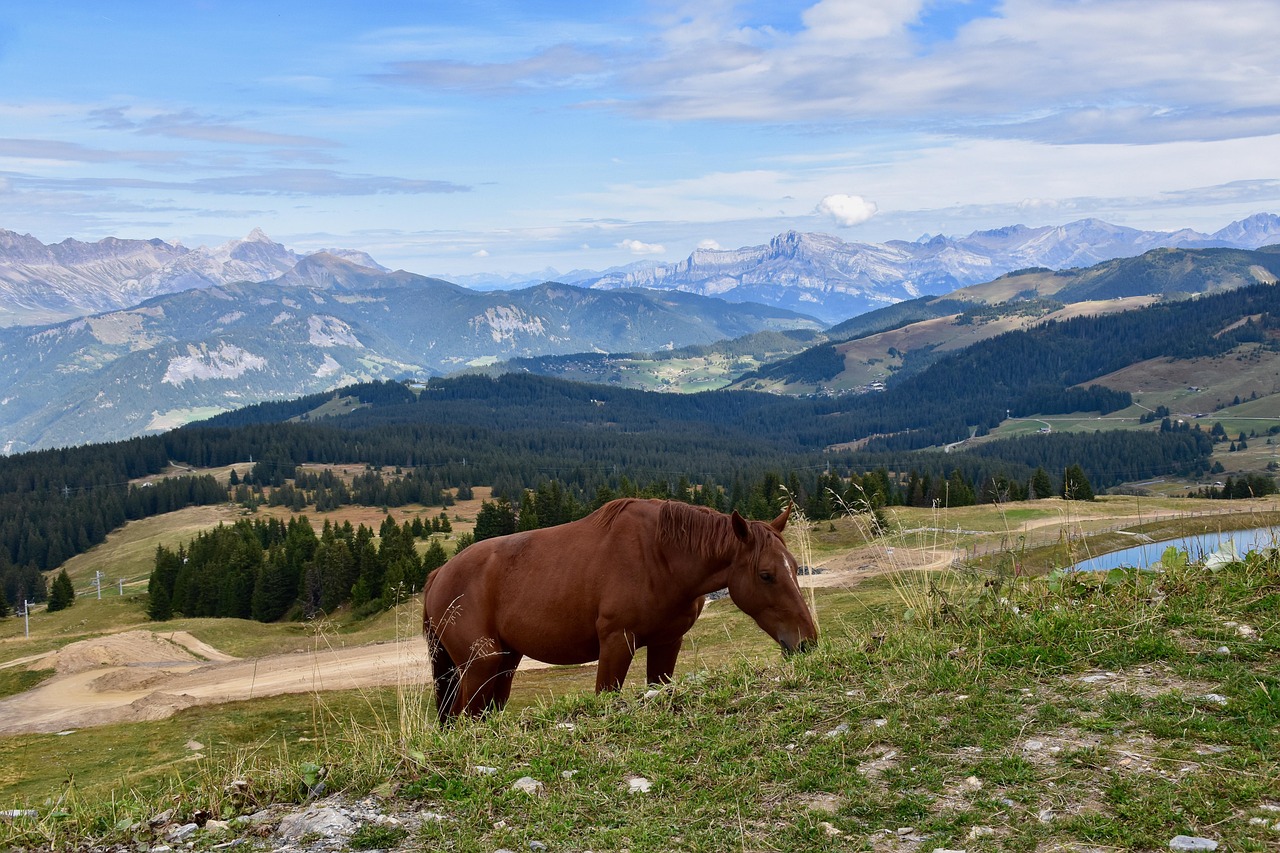 Landschaft Panoramablick Pferd - Kostenloses Foto auf Pixabay - Pixabay