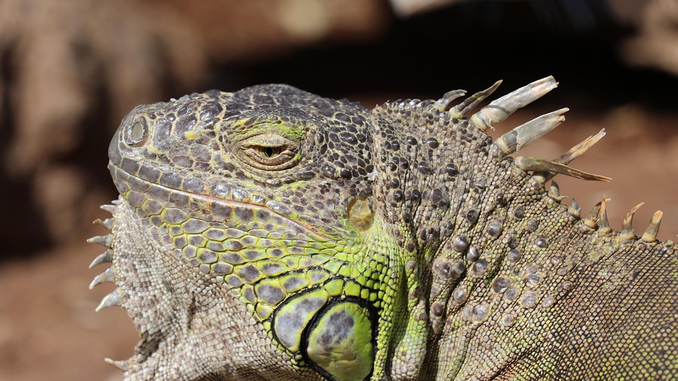 イグアナ Iguanaズ 大きい - Pixabayの無料写真 - Pixabay