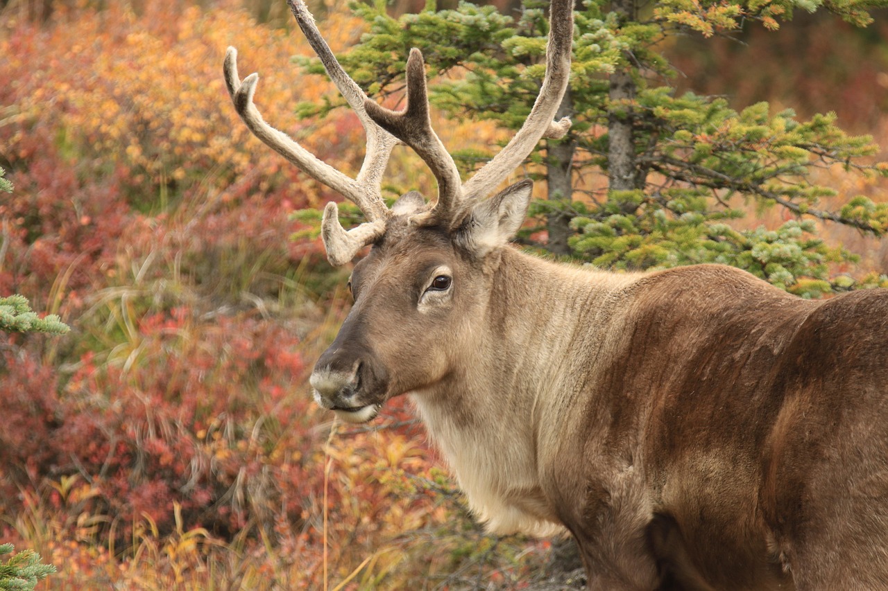 100 Free Caribou Nature Images Pixabay