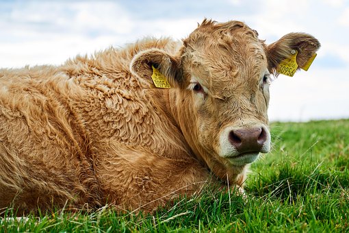 20+ Free Ireland Cow & Ireland Images - Pixabay