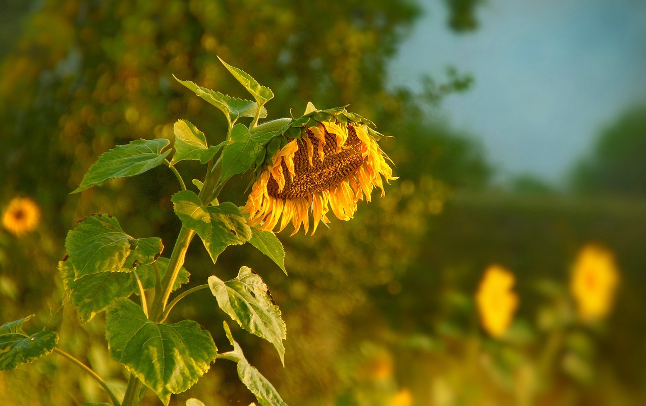 Sunflowers Field Blossom - Free photo on Pixabay - Pixabay