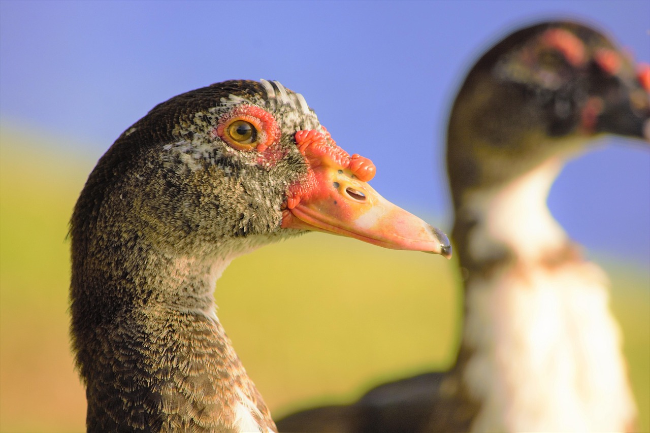 1+ kostenlose Spiegelbild Hässlich und Ente-Bilder - Pixabay