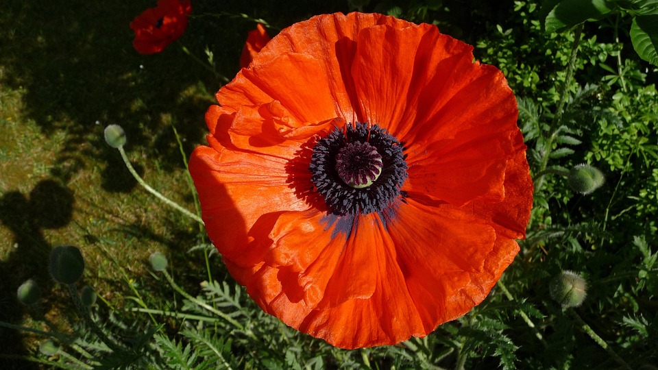 Poppy Garden Vacations - Free photo on Pixabay - Pixabay