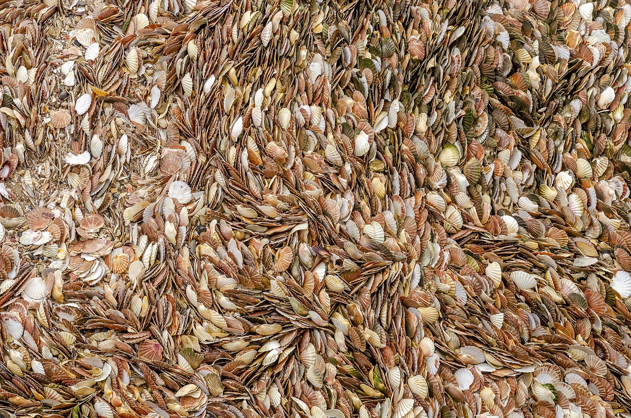 Texture Shell Saint Jacques Pecten - Free photo on Pixabay