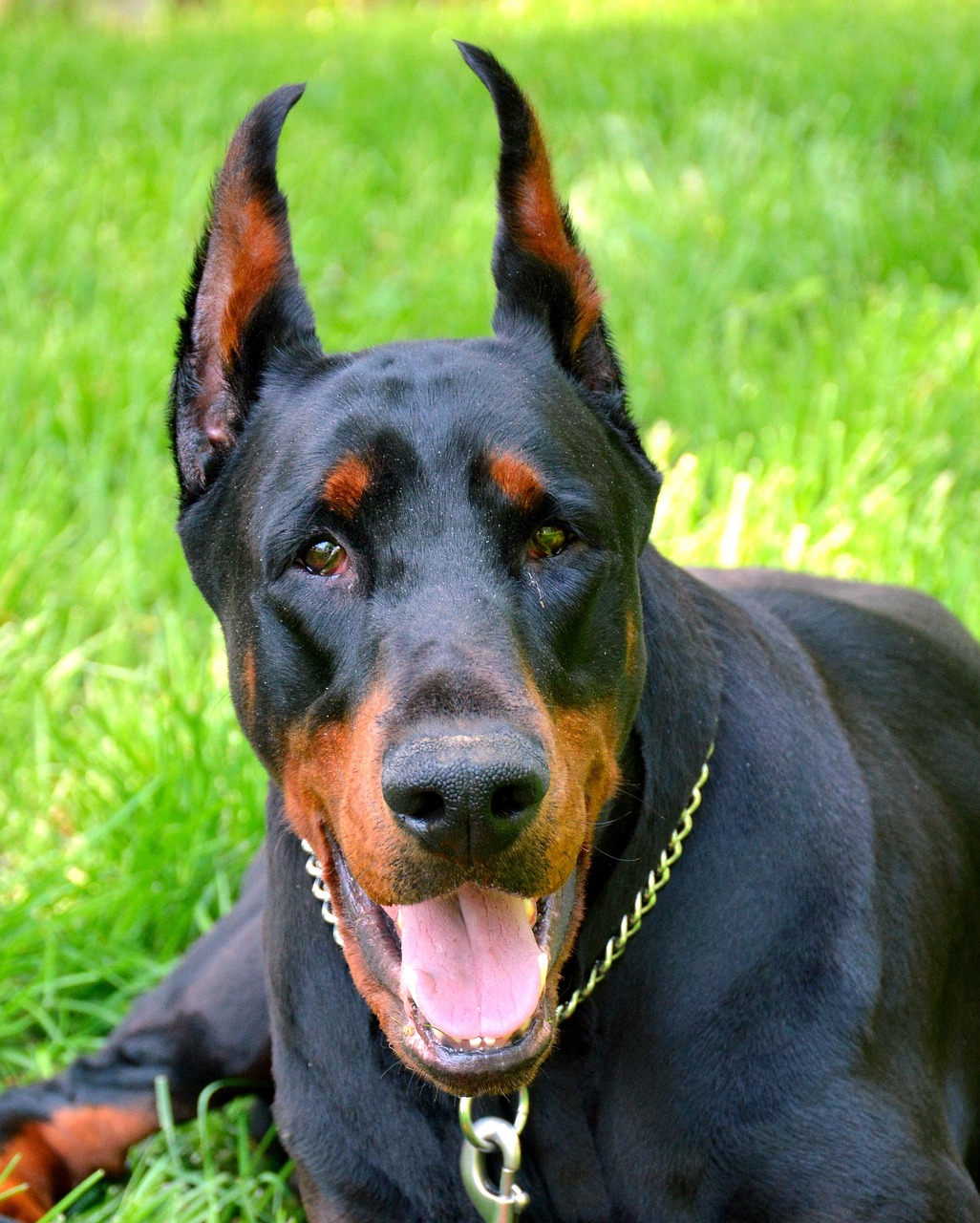 Doberman Pinscher Dobermann Dog Free Photo On Pixabay Doberman Pinscher Dobermann Dog Free Photo On Pixabay