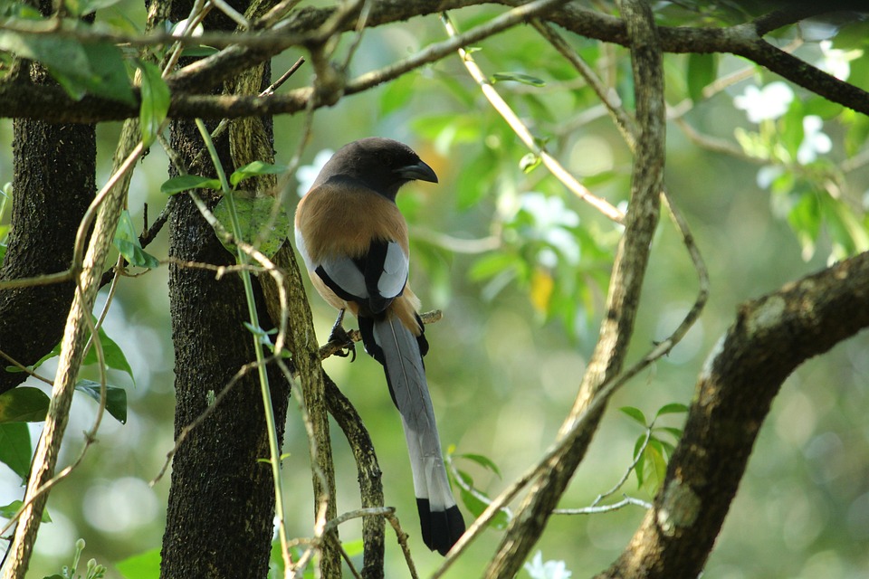 Kerala India Rufous Treepie - Free photo on Pixabay - Pixabay