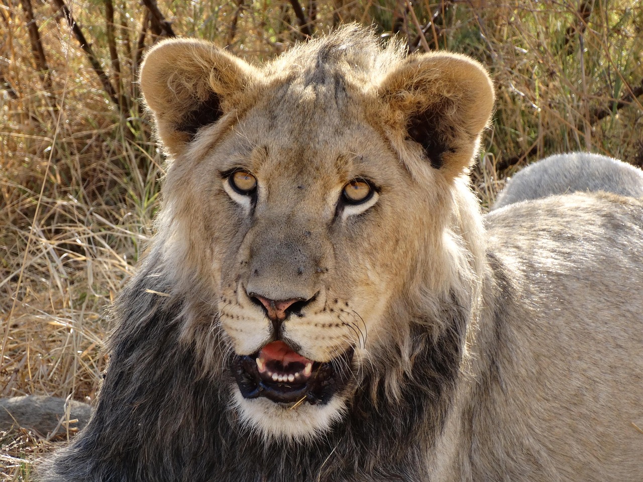 Young Lion Big Cat - Free photo on Pixabay