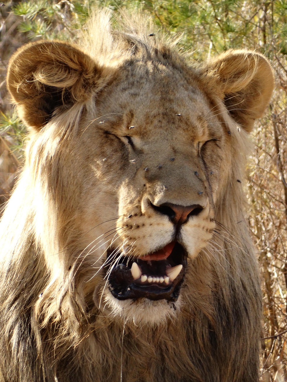 Young Lion Big Cat - Free photo on Pixabay - Pixabay