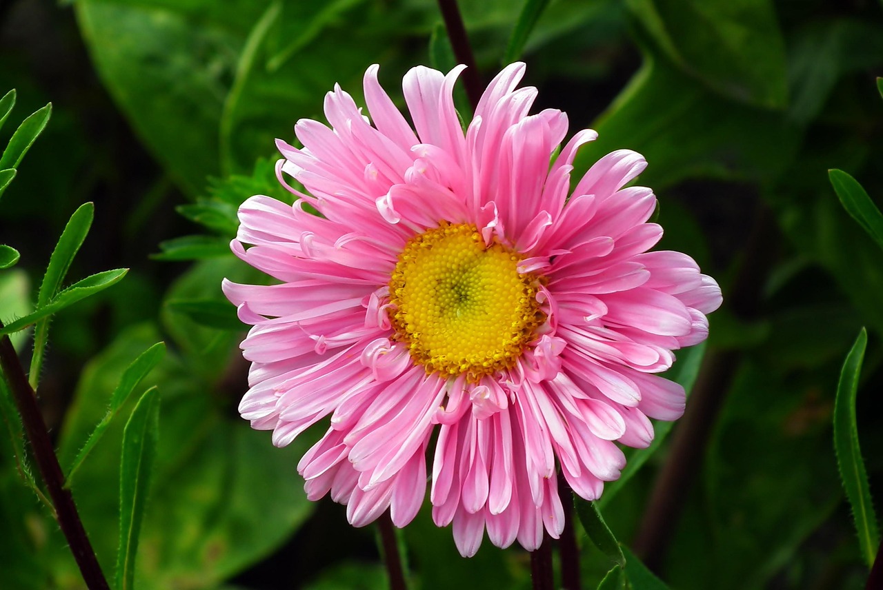 Aster Bunga Taman Merah - Foto gratis di Pixabay - Pixabay
