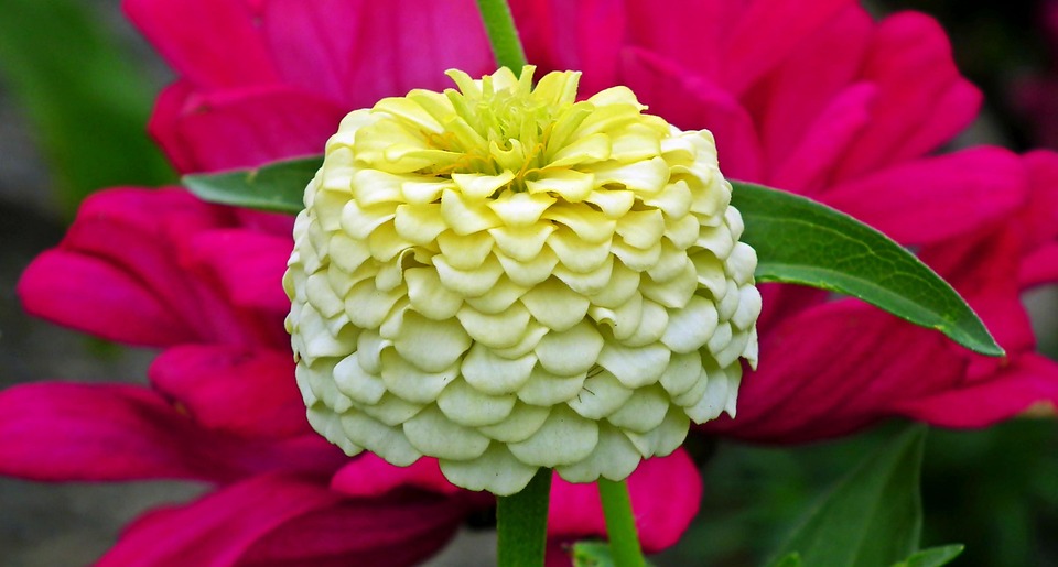 Zinnia Fleur Jardin - Photo gratuite sur Pixabay - Pixabay