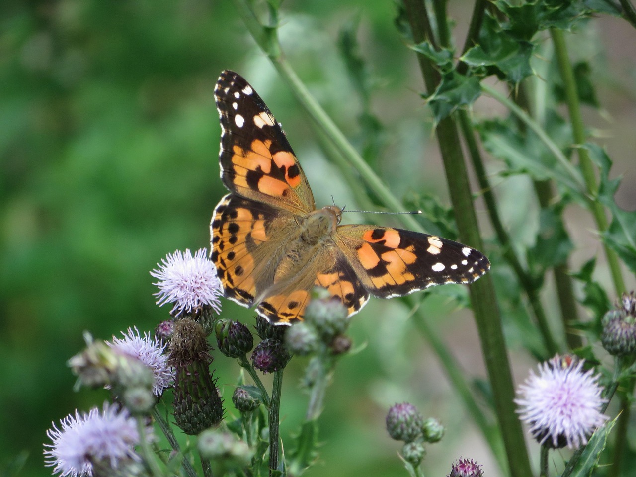 Plus de 4 images de Gerechtelijke Diesteln et de Diesteln - Pixabay